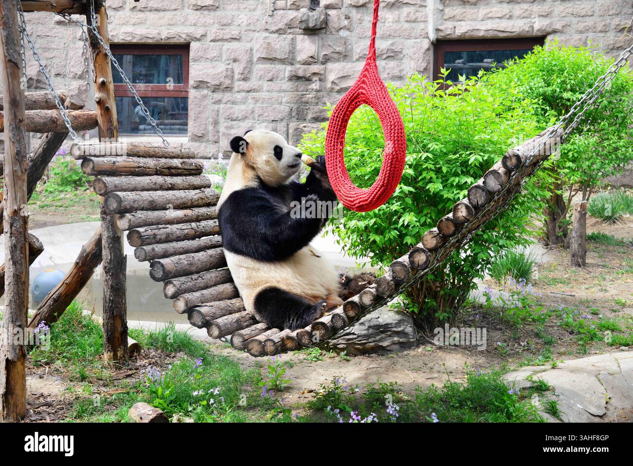 Giant pandas at Beijing Zoo, Beijing, China, 7 April, 2025 Stock Photo ...