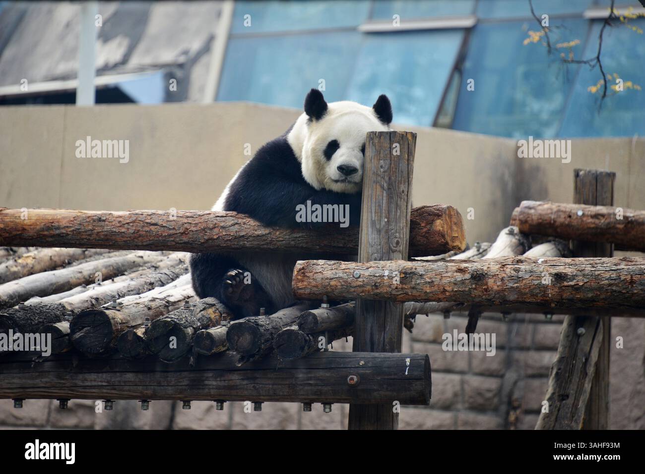 Giant pandas at Beijing Zoo, Beijing, China, 7 April, 2025 Stock Photo ...