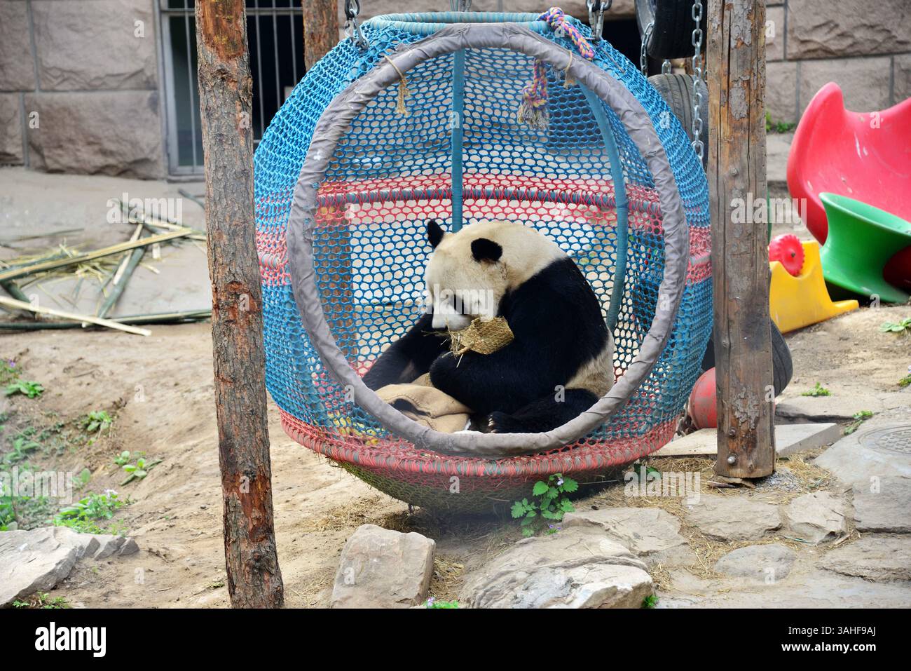 Giant pandas at Beijing Zoo, Beijing, China, 7 April, 2025 Stock Photo ...