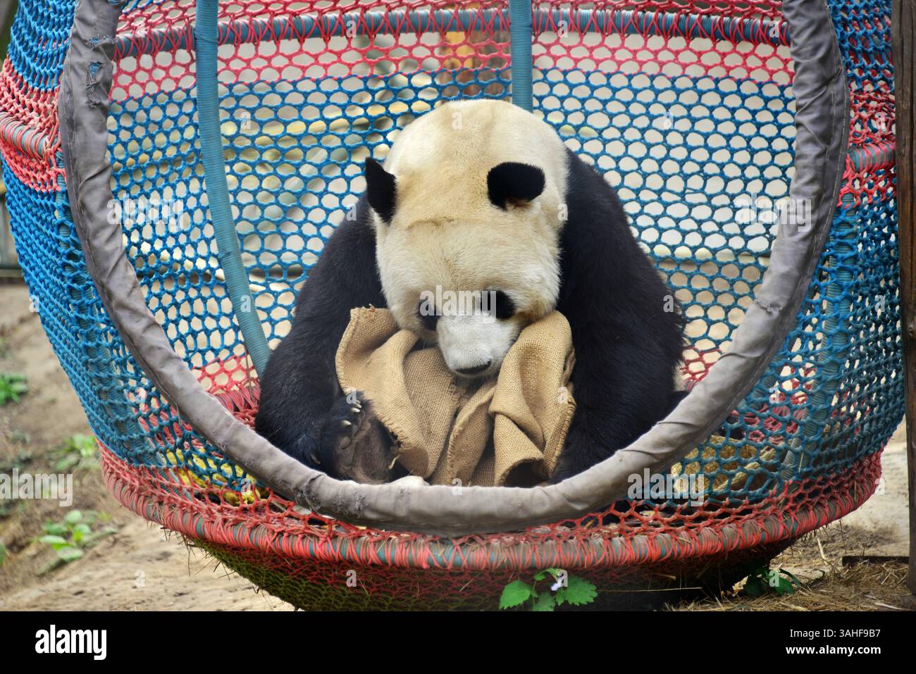 Giant pandas at Beijing Zoo, Beijing, China, 7 April, 2025 Stock Photo ...