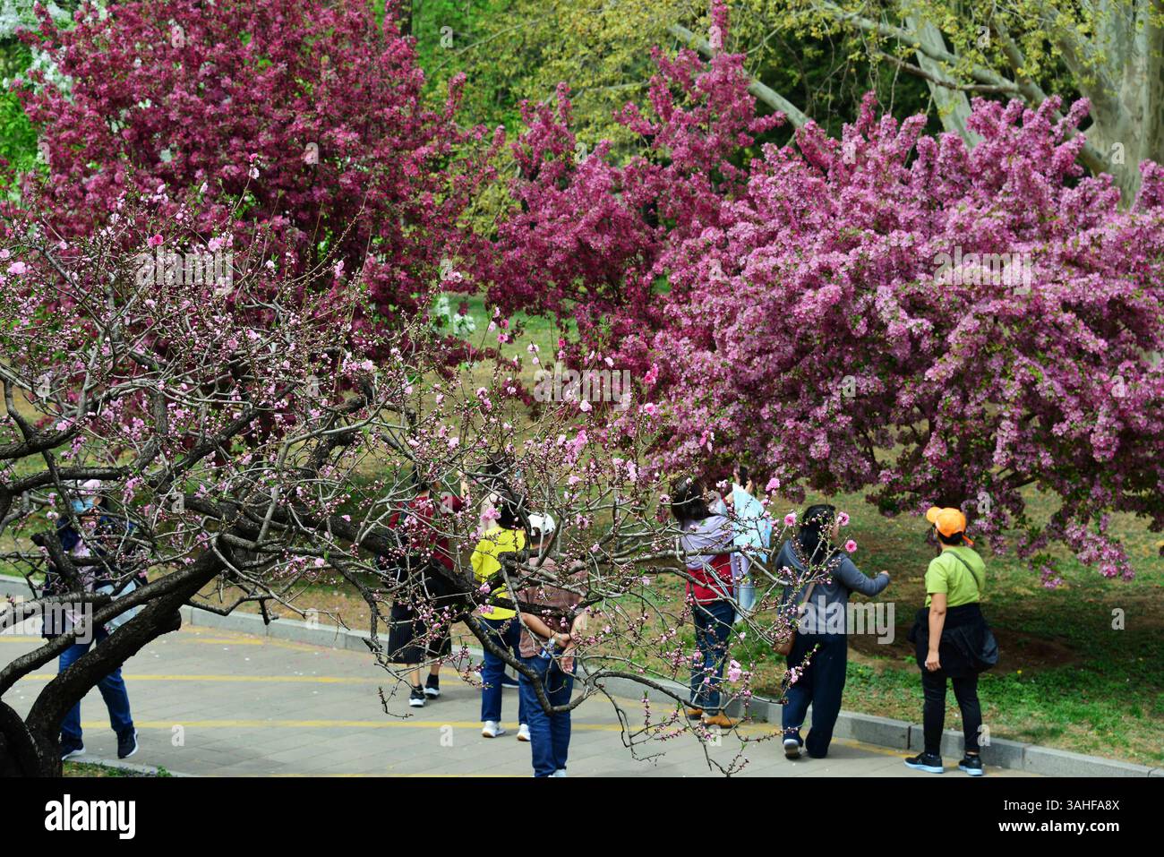 Spring flowers are in full bloom at Beijing Zoo, Beijing, China, 7 ...