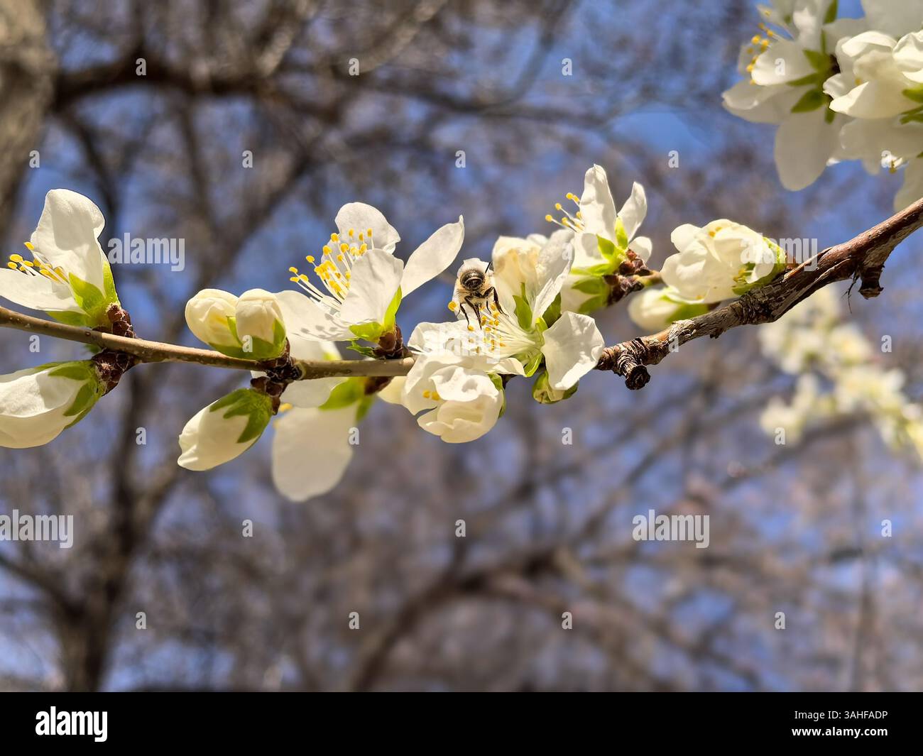 Spring flowers bloom in Urumqi City, northwest China's Xinjiang Uygur ...