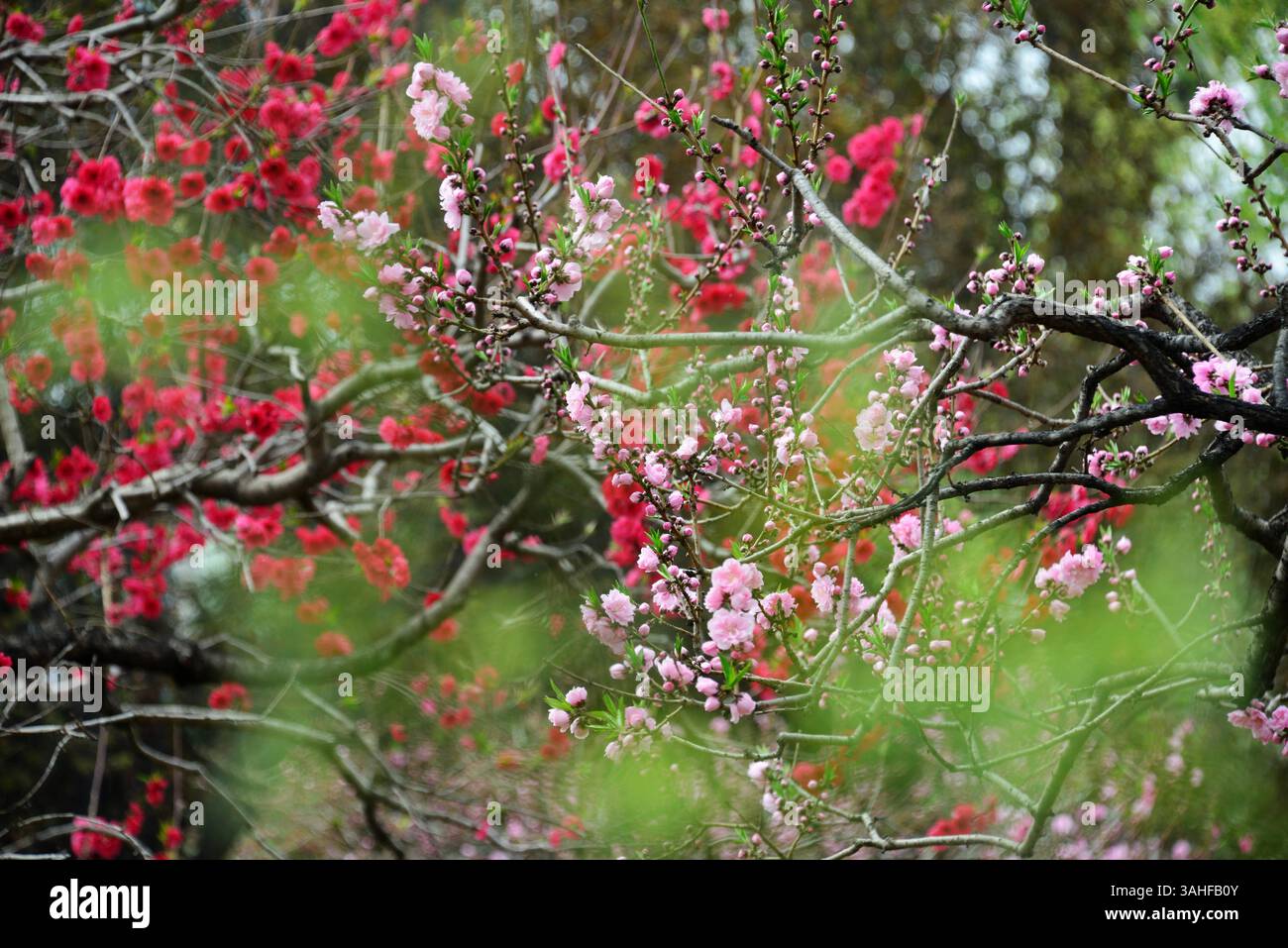 Spring flowers are in full bloom at Beijing Zoo, Beijing, China, 7 ...