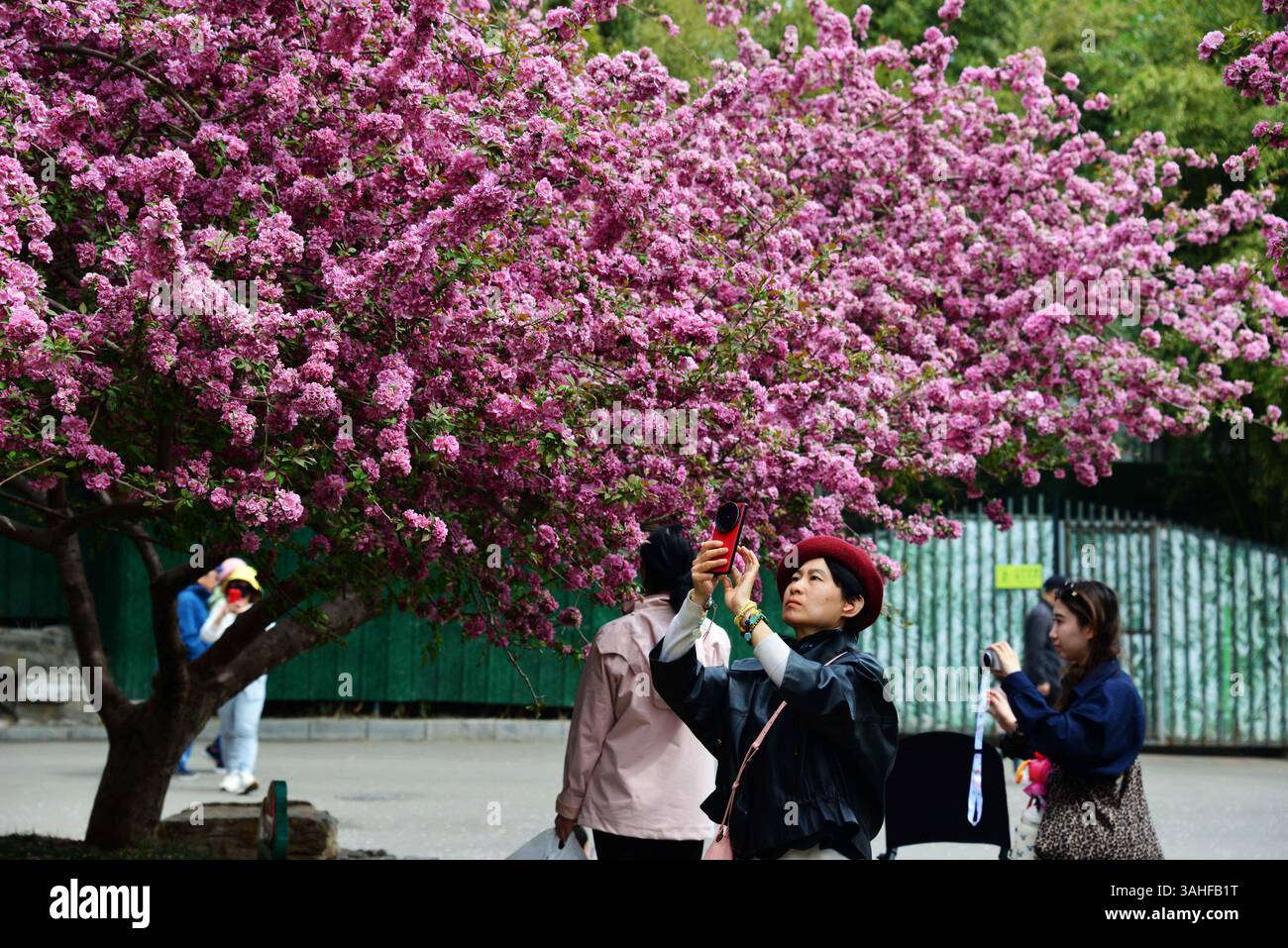 Spring flowers are in full bloom at Beijing Zoo, Beijing, China, 7 ...