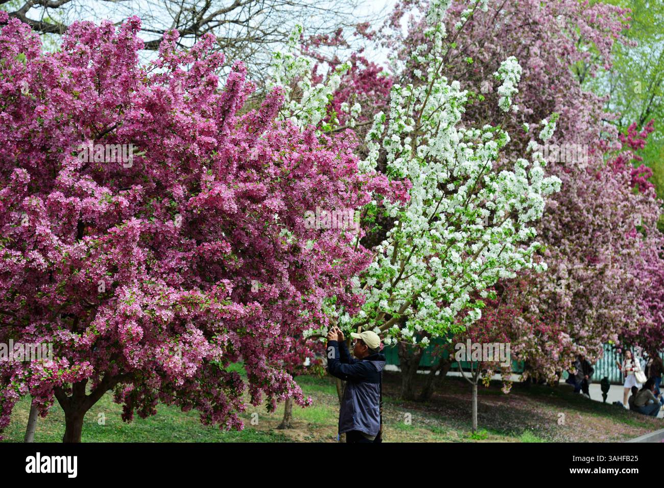 Spring flowers are in full bloom at Beijing Zoo, Beijing, China, 7 ...