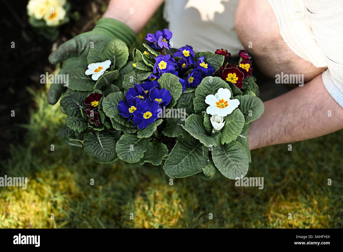 Gardener hands planting primrose plant into soil, outdoor garden ...