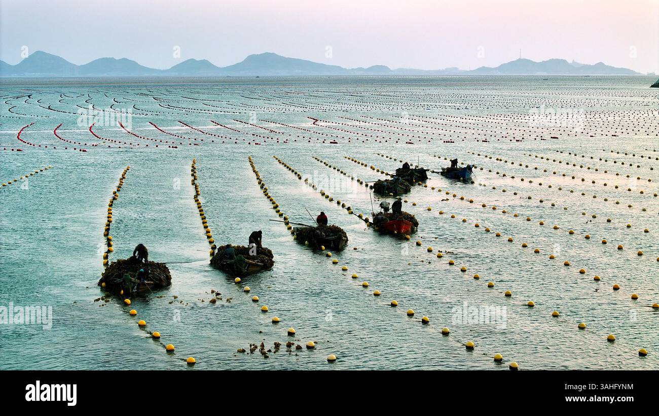 Aerial photo shows workers harvesting the sea belt in Rongcheng City ...