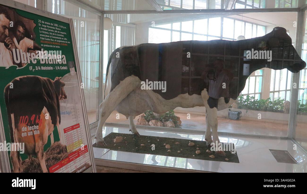 Guinness world record animal hi-res stock photography and images - Alamy