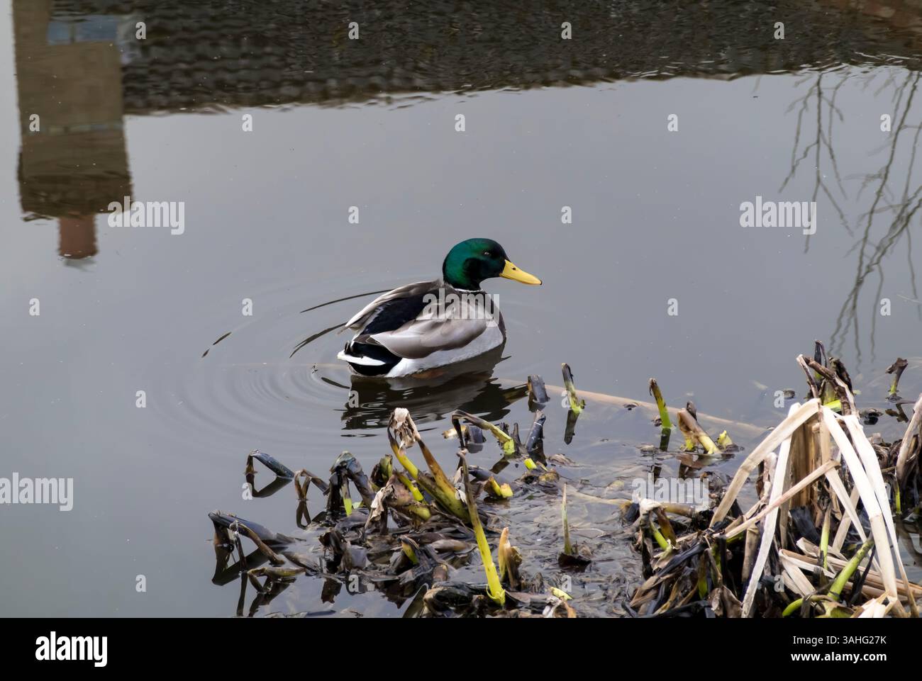 Male Mallard Duck Stock Photo - Alamy