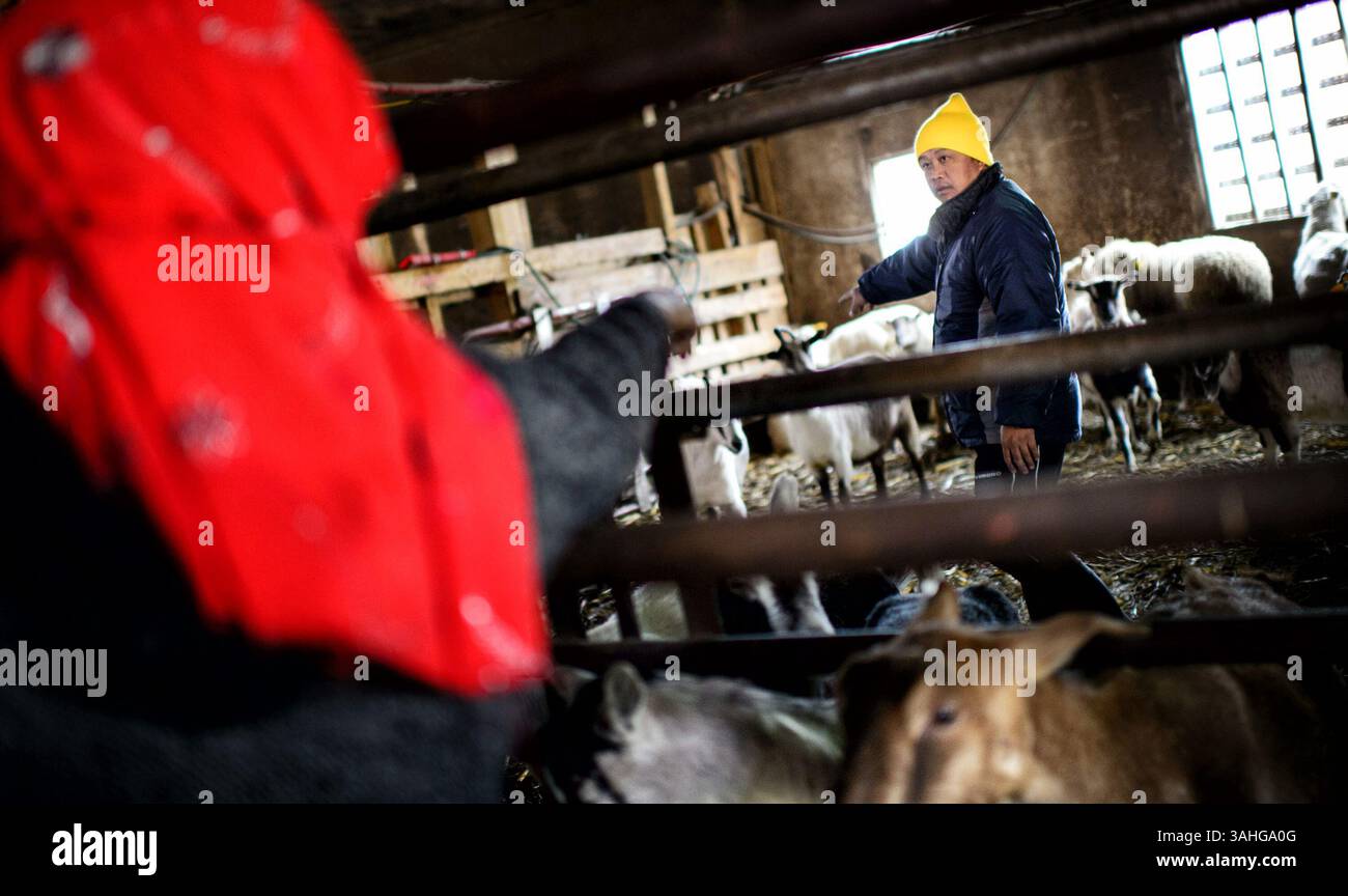 March 24, 2015 - St. Paul, MN, USA - Owner Pao Yang helps his Somali ...