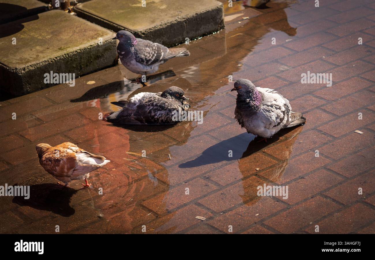A dove is bathing in a puddle Stock Photo - Alamy