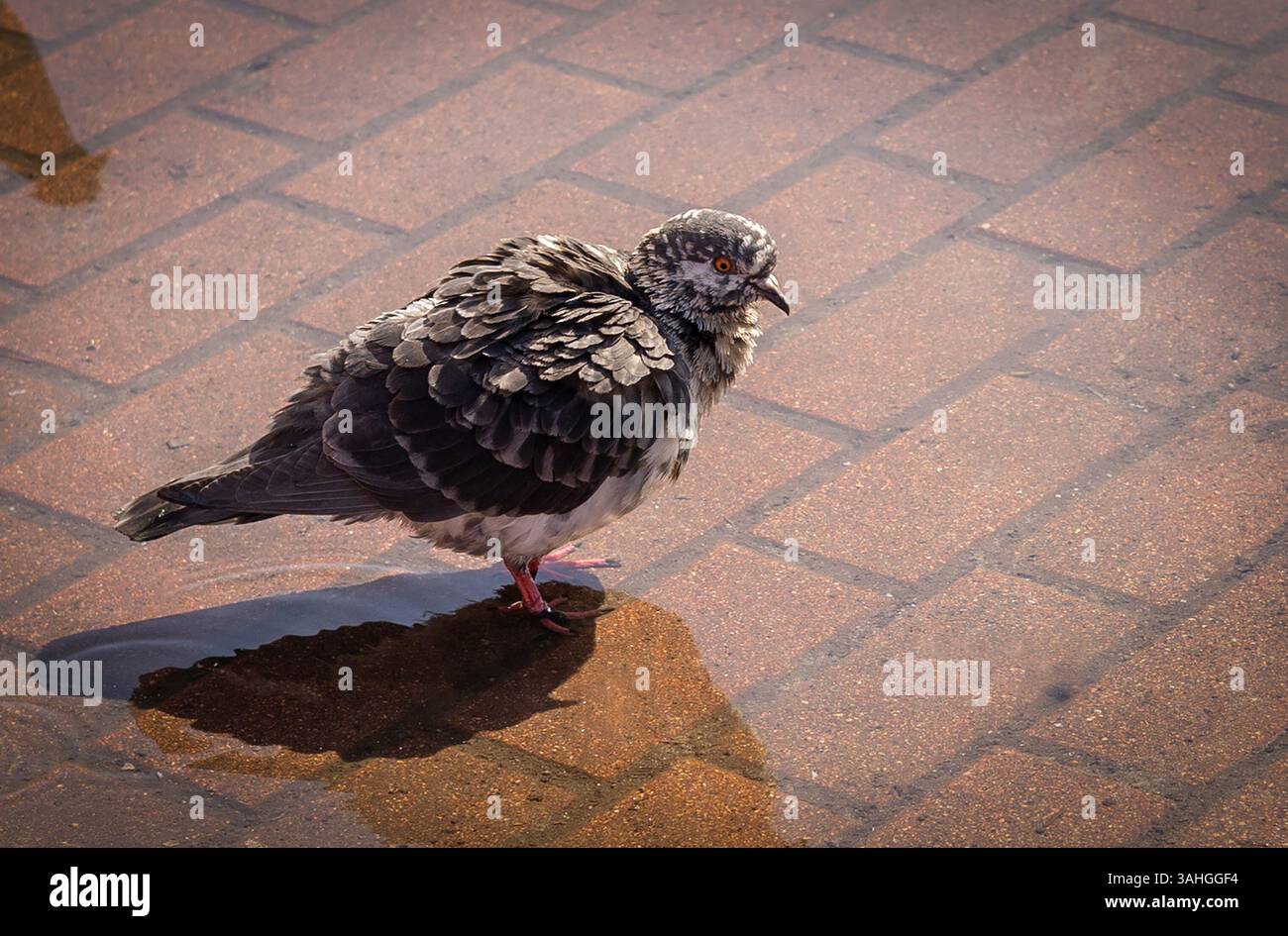 Pigeon bathing in puddle hi-res stock photography and images - Alamy