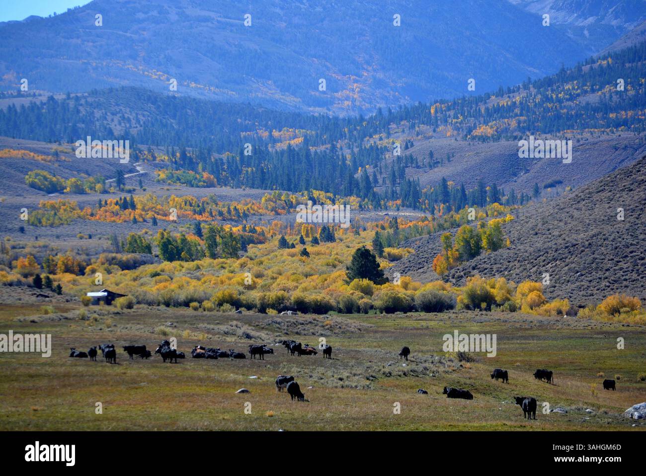 Grazing permits hi-res stock photography and images - Alamy