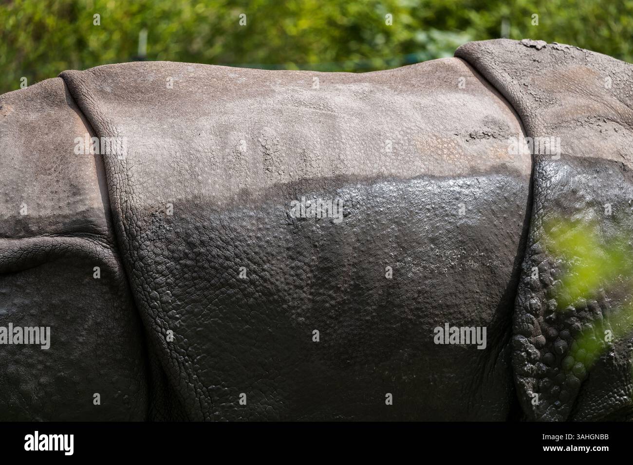 The Indian rhinoceros (Rhinoceros unicornis) partially wet skin, animal ...
