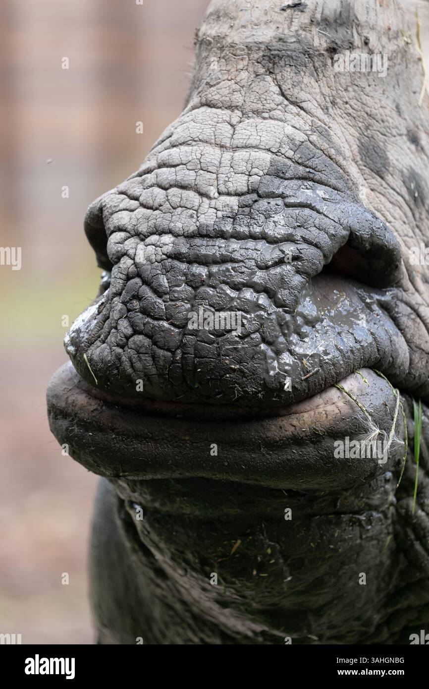 The Indian rhinoceros (Rhinoceros unicornis) snout head close-up ...
