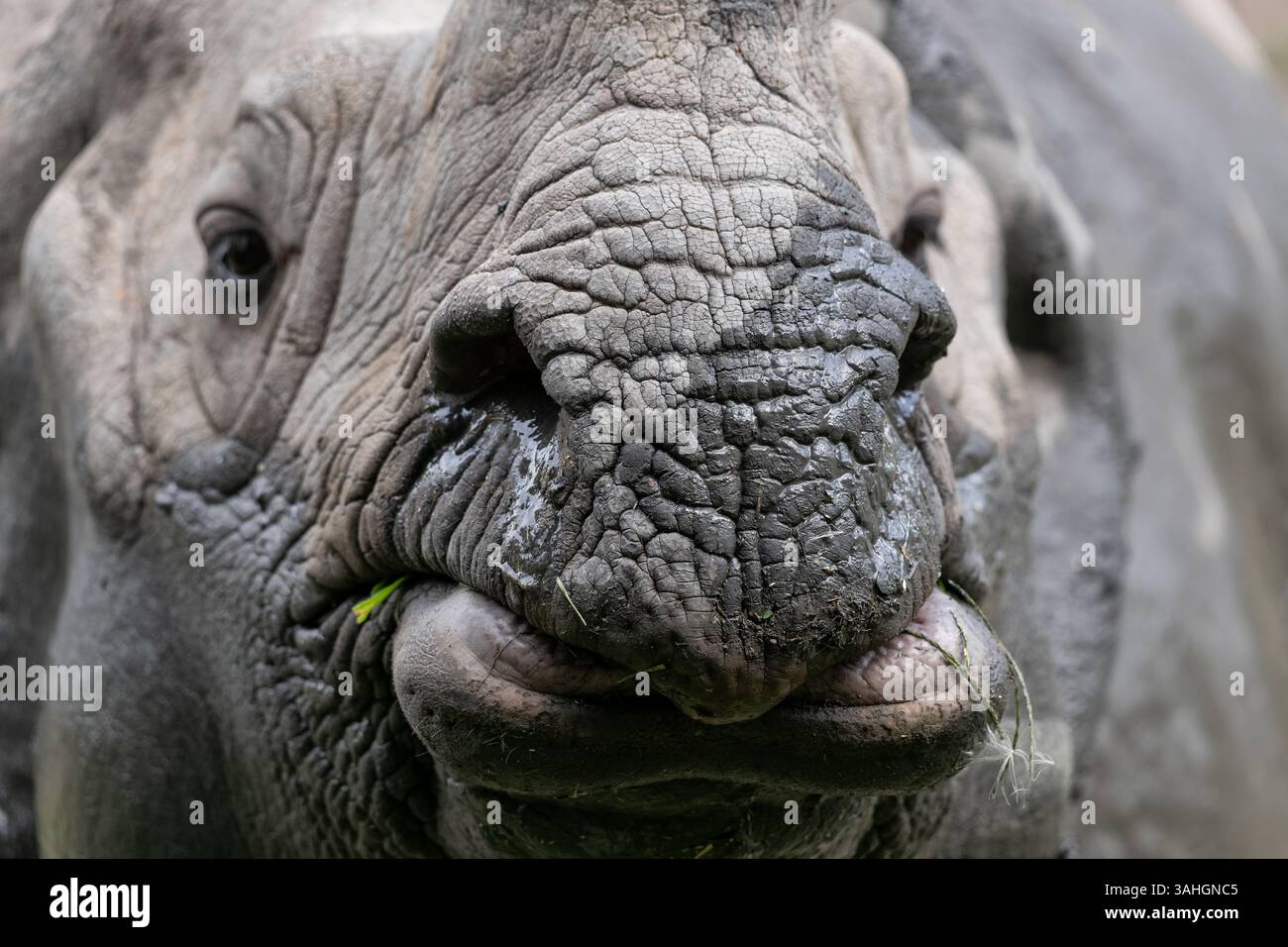 The Indian rhinoceros (Rhinoceros unicornis) muzzle head close-up ...