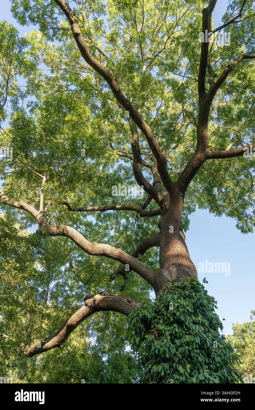 Fraxinus excelsior, the European ash, deciduous tree in the olive ...