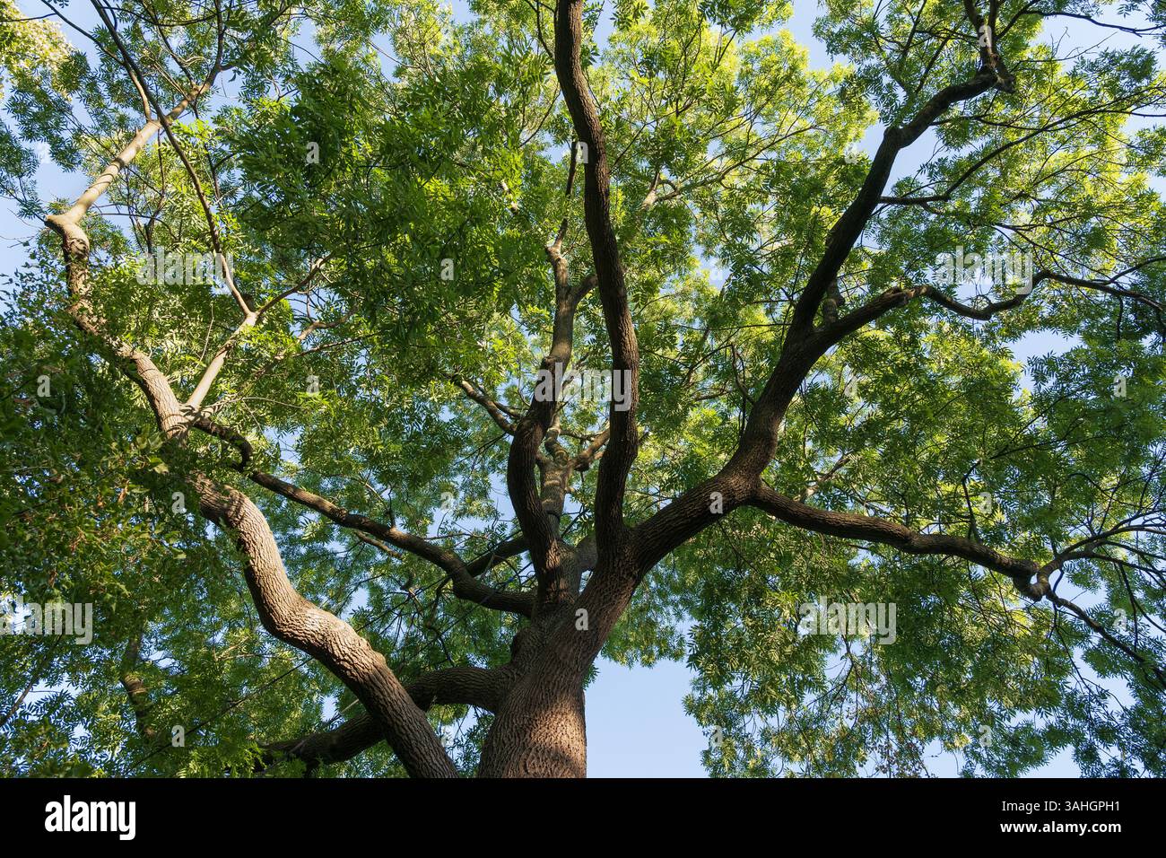 Fraxinus excelsior, the European ash canopy, deciduous tree in the ...