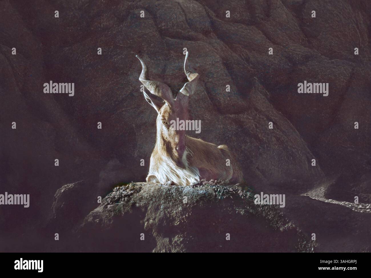 Lying sunbathing Turkmenian Markhor wild goat on a cliff in a ray of ...