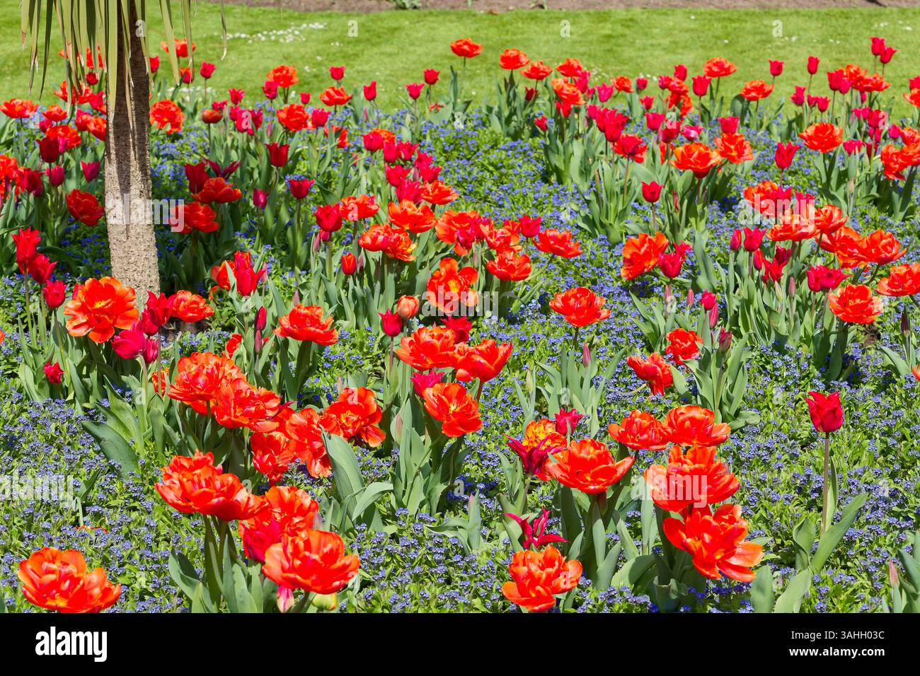 Tulips out in Embankment Gardens, central London., UK. Tulips and ...