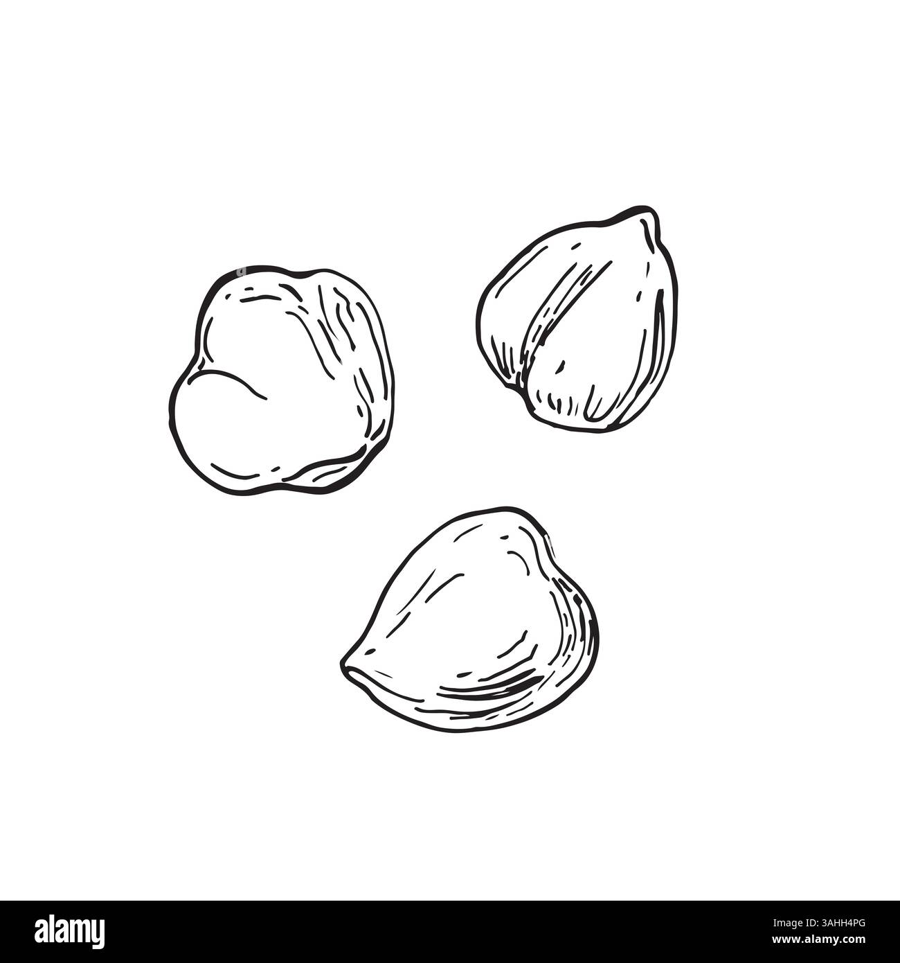 Hazelnuts hand drawn ink vector illustrations. Nuts in shell. Set of ...