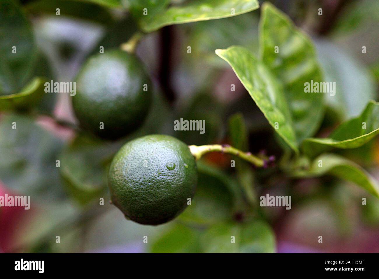 May 27, 2015 - St. Petersburg, Florida, U.S. - LARA CERRI | TIMES .What ...