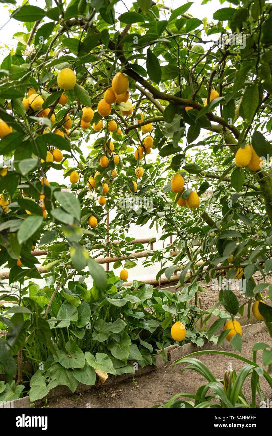 Growing lemons in a greenhouse orchard. Meyers sweet lemon variety ...
