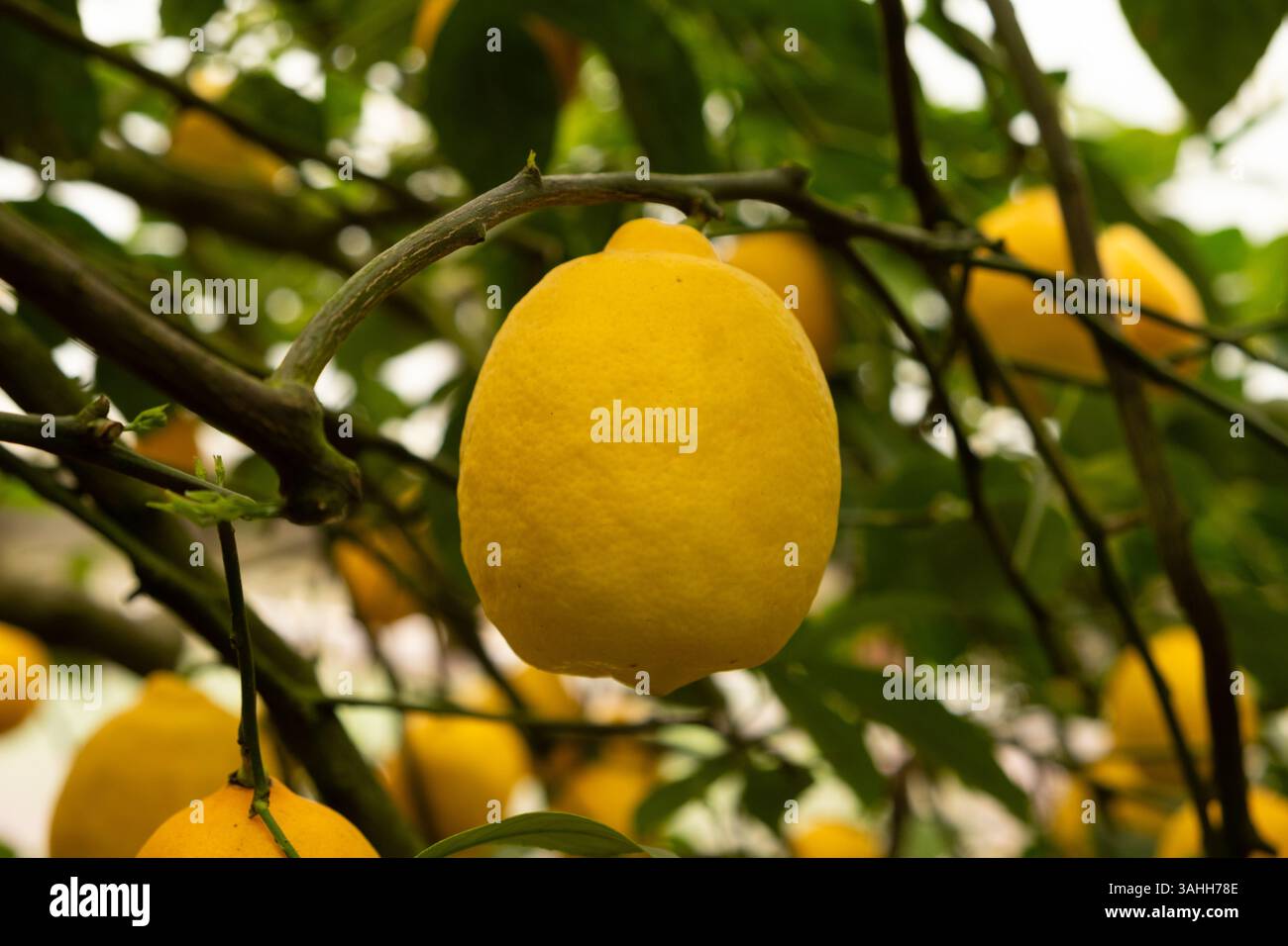 Lemon Tree Branches with Fresh Citrus Fruits in an Orchard Stock Photo ...