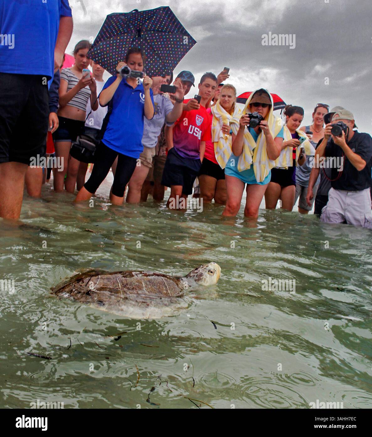 June 2, 2015 - Clearwater Beach, Florida, U.S. - Sparky, a Kemp's ...