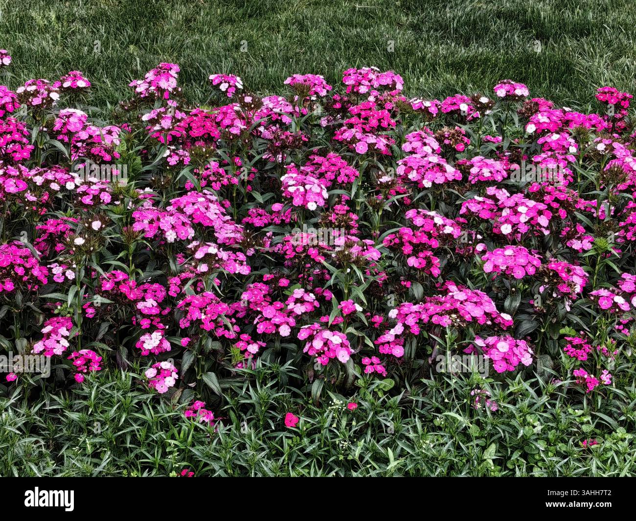 Spring flowers are in full bloom at a park in Chengdu City, southwest ...