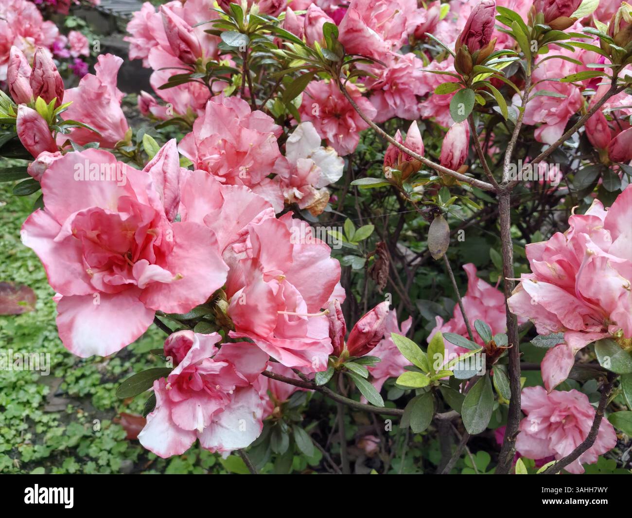 Spring flowers are in full bloom at a park in Chengdu City, southwest ...