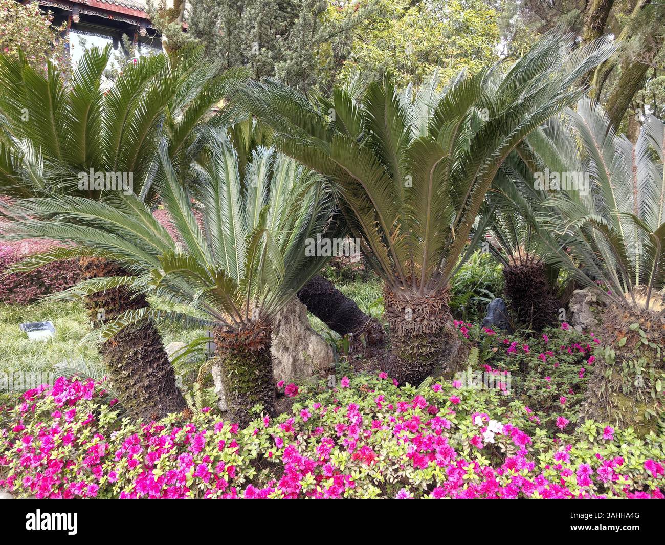 Spring flowers are in full bloom at a park in Chengdu City, southwest ...