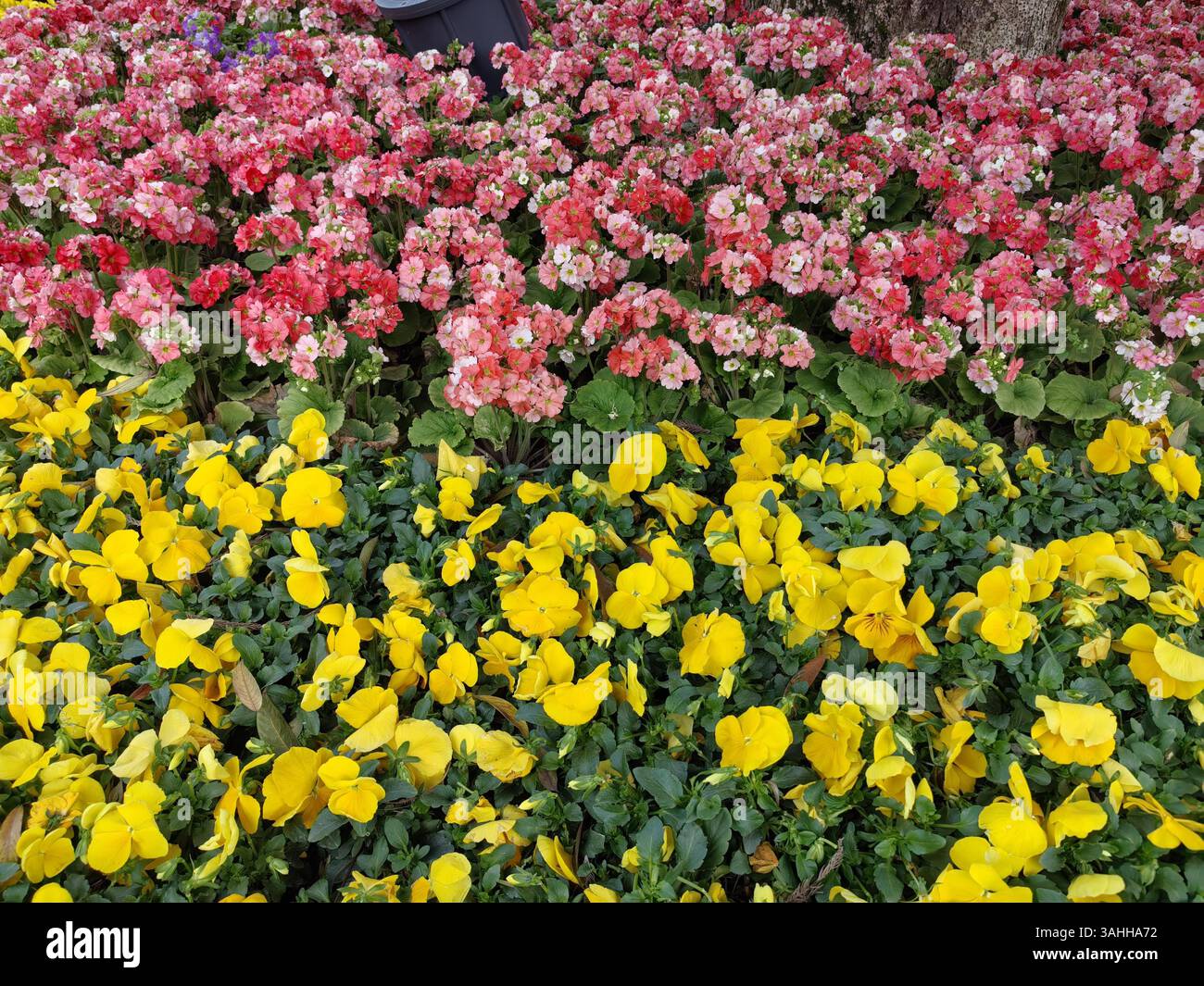 Spring flowers are in full bloom at a park in Chengdu City, southwest ...