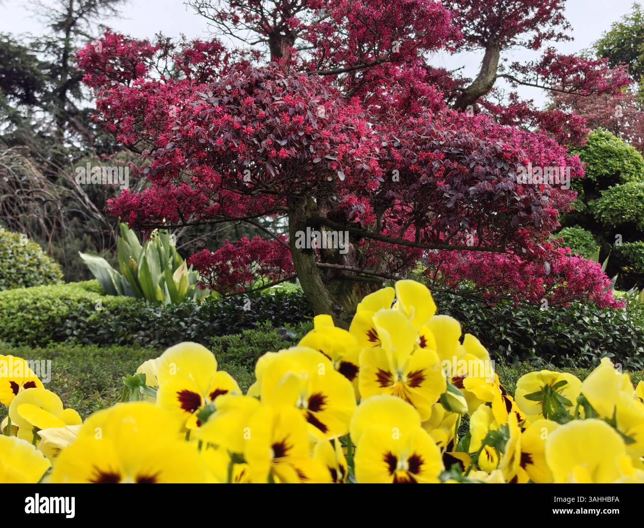Spring flowers are in full bloom at a park in Chengdu City, southwest ...