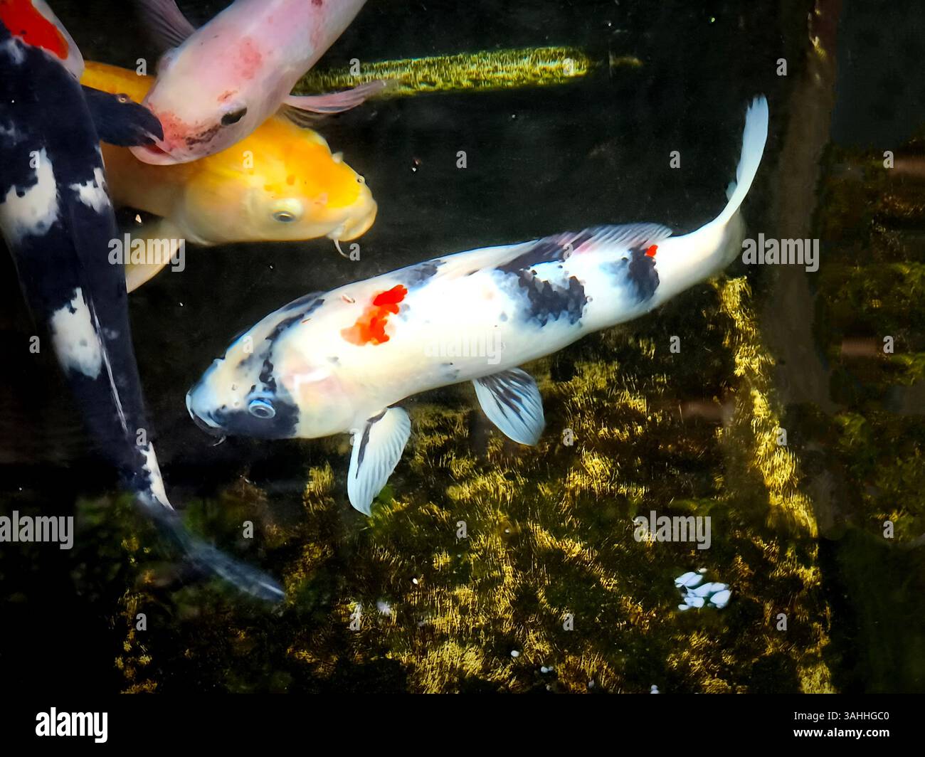 Fish farming pond hi-res stock photography and images - Alamy