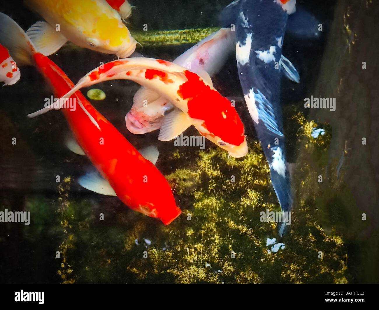 Group koi hi-res stock photography and images - Alamy