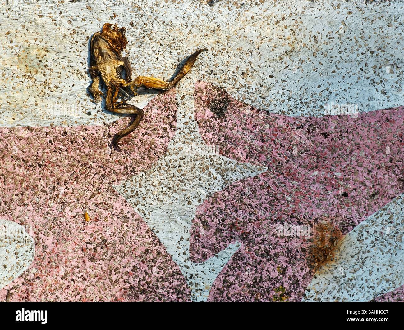 The corpse of a dried and flattened frog Stock Photo - Alamy