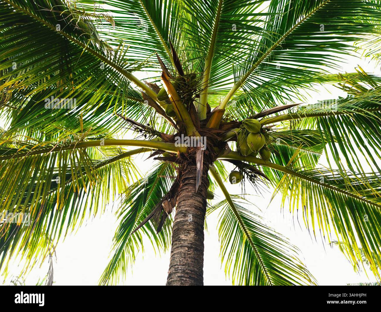 Coconut tree bearing fruit hi-res stock photography and images - Alamy