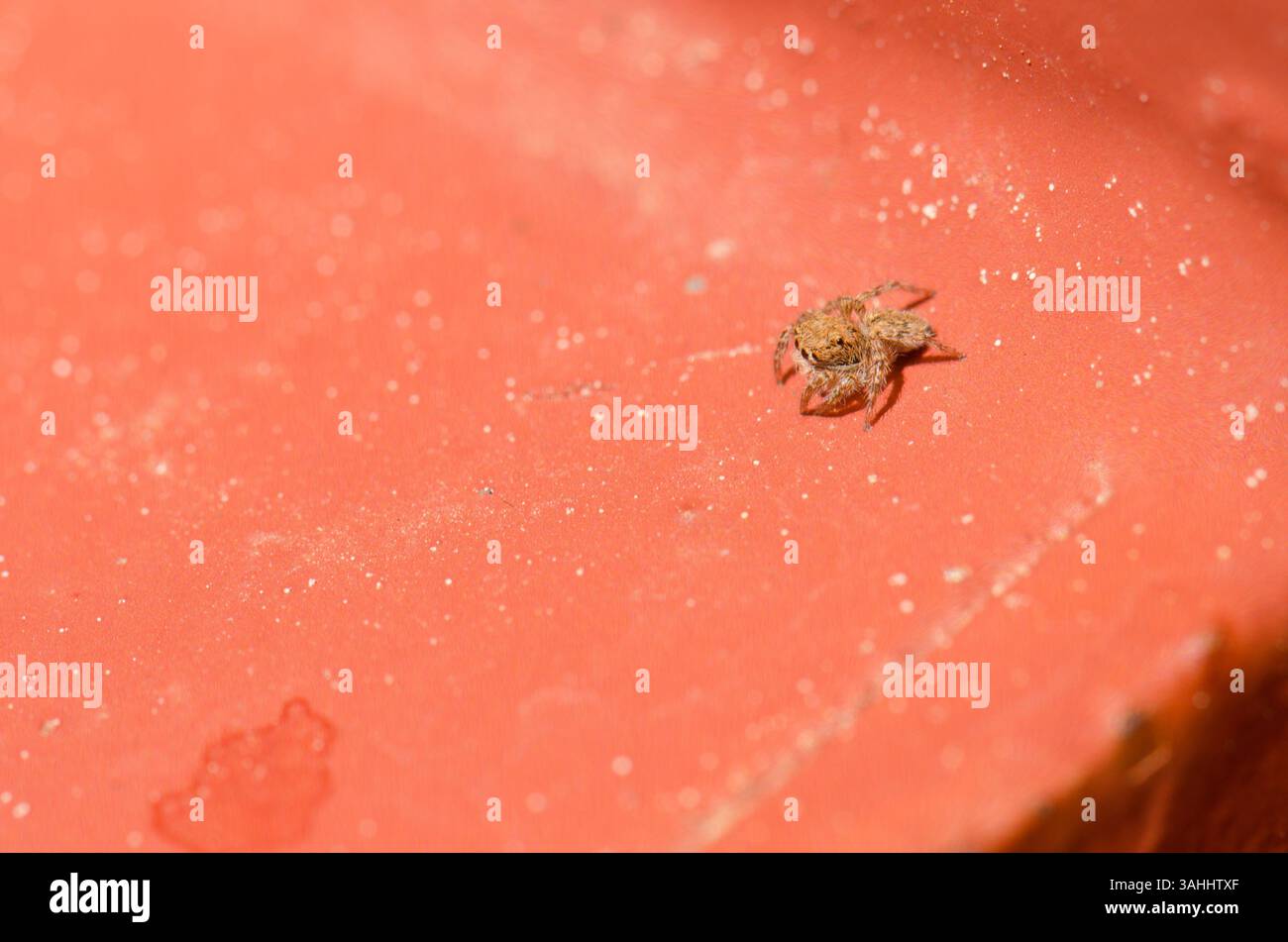 Female jumping spider Aelurillus lucasi. The Nublo Rural Park. Tejeda ...