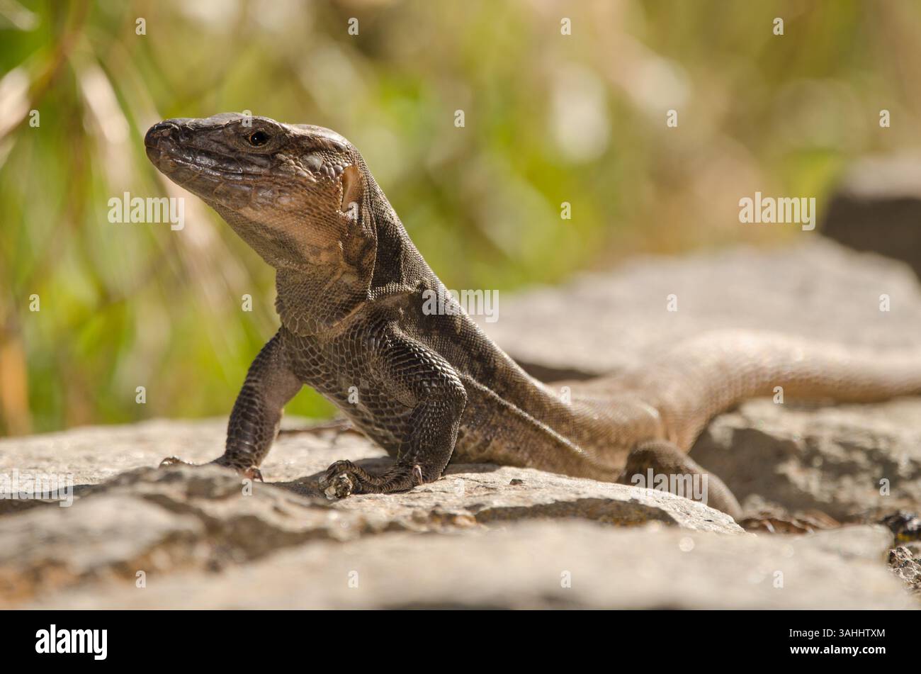 Male Gran Canaria giant lizard Gallotia stehlini. Gran Canaria. Canary ...