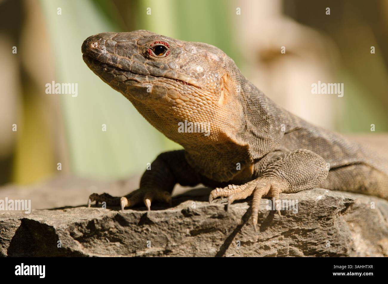 Gran Canaria giant lizard Gallotia stehlini. Male with parasitic mites ...