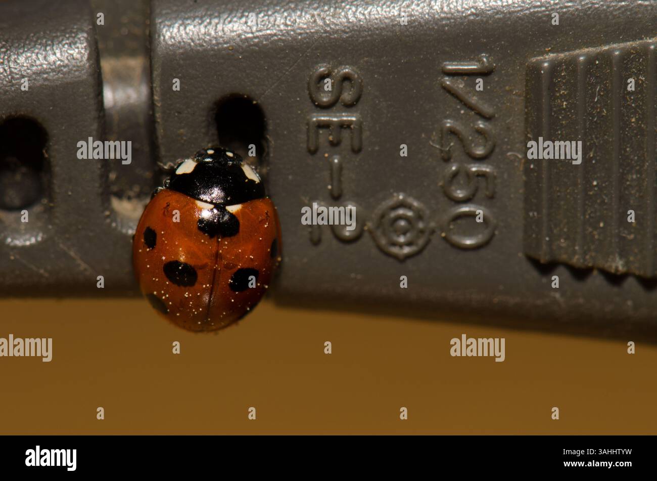 Common ladybug Coccinella septempunctata algerica. The Nublo Rural Park ...
