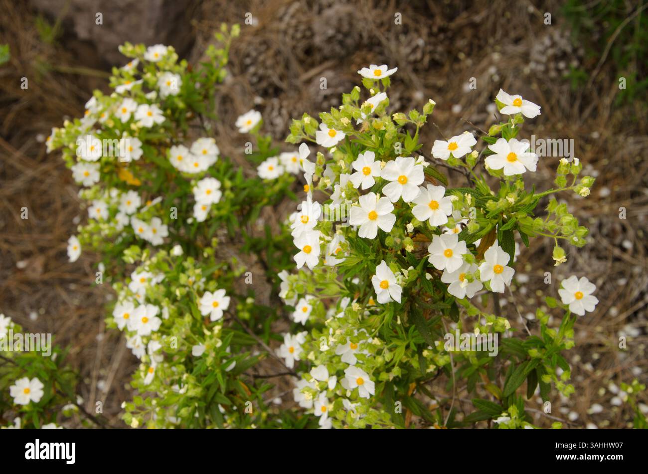 Montpellier cistus Cistus monspeliensis canariensis in flower. Integral ...