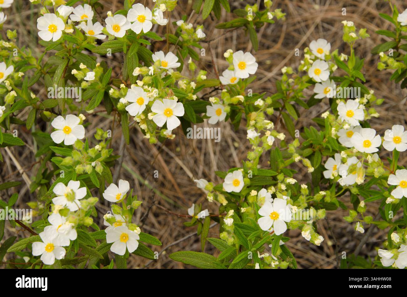 Montpellier cistus Cistus monspeliensis canariensis in flower. Integral ...