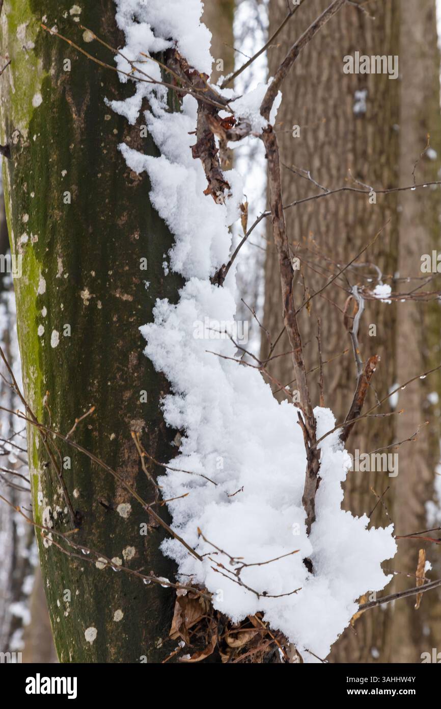 Snow covers tree bark in a serene forest, showcasing the stillness of ...
