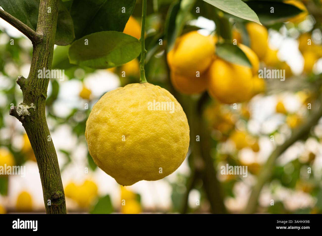 Kyiv Large-Fruited Giant Lemon Tree with Fruits Stock Photo - Alamy