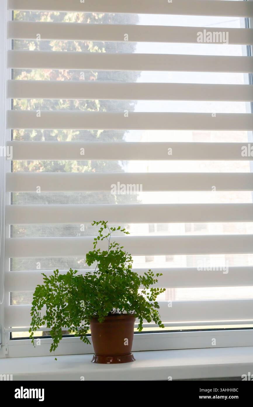 Sunlight gently illuminates a small green plant sitting in a brown pot ...