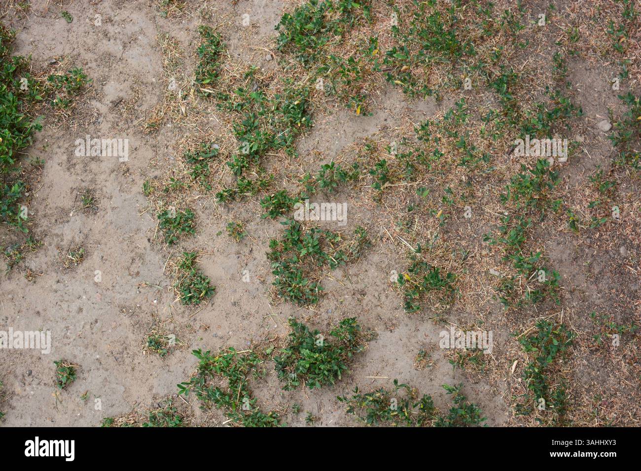 Dry land poor vegetation with some green grass floral pattern ...
