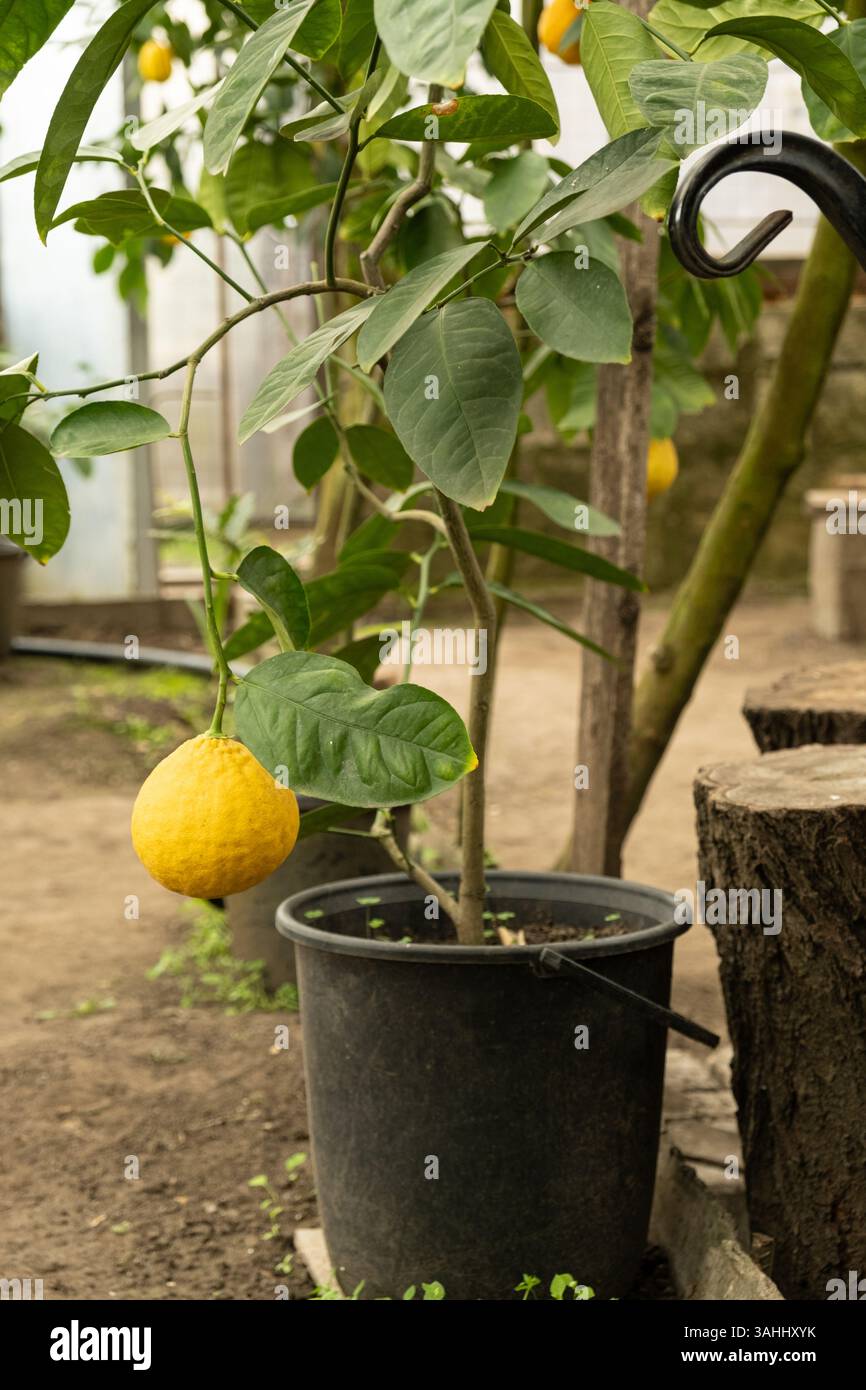 Large ripe lemons in hi-res stock photography and images - Alamy