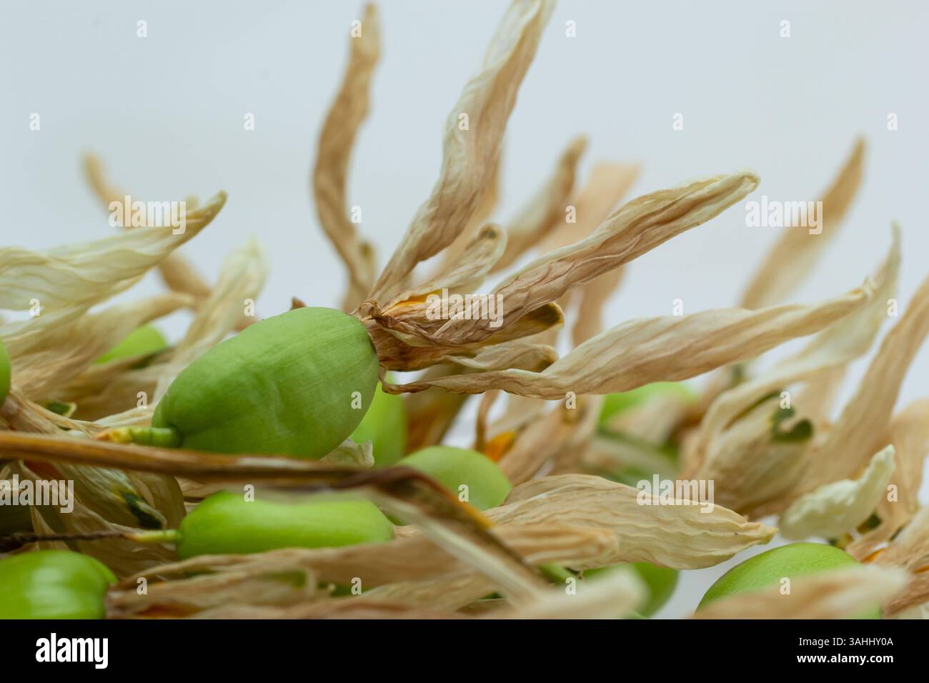 Close view of green seeds nestled among dried pods against a light ...